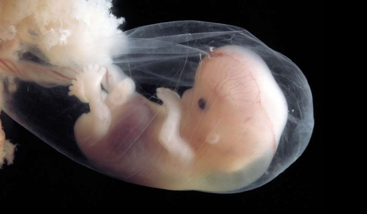 راهنمای ماه چهارم بارداری; شرایط مادر در ماه چهارم حاملگی